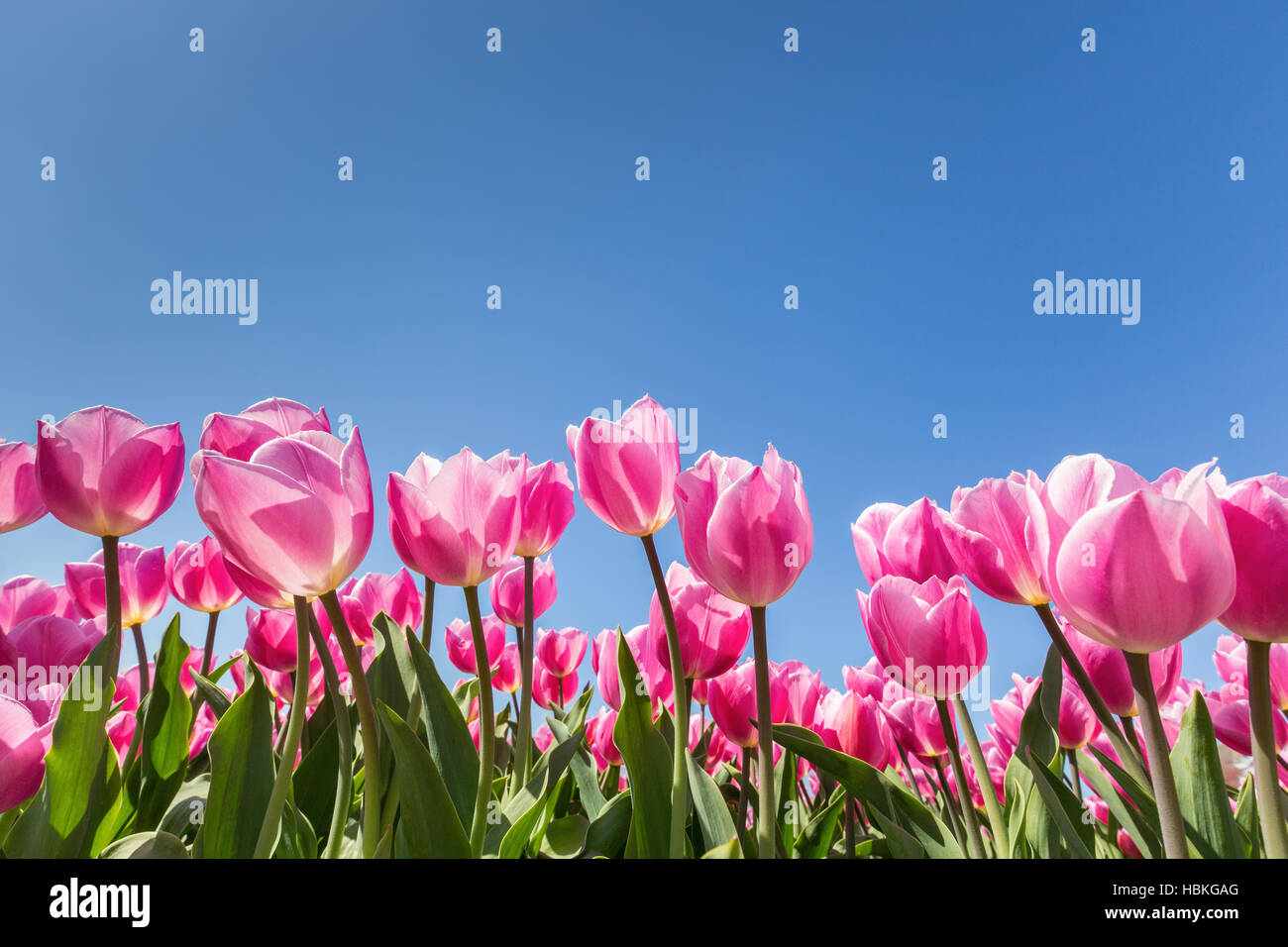 Pink sky fields hi-res stock photography and images - Alamy