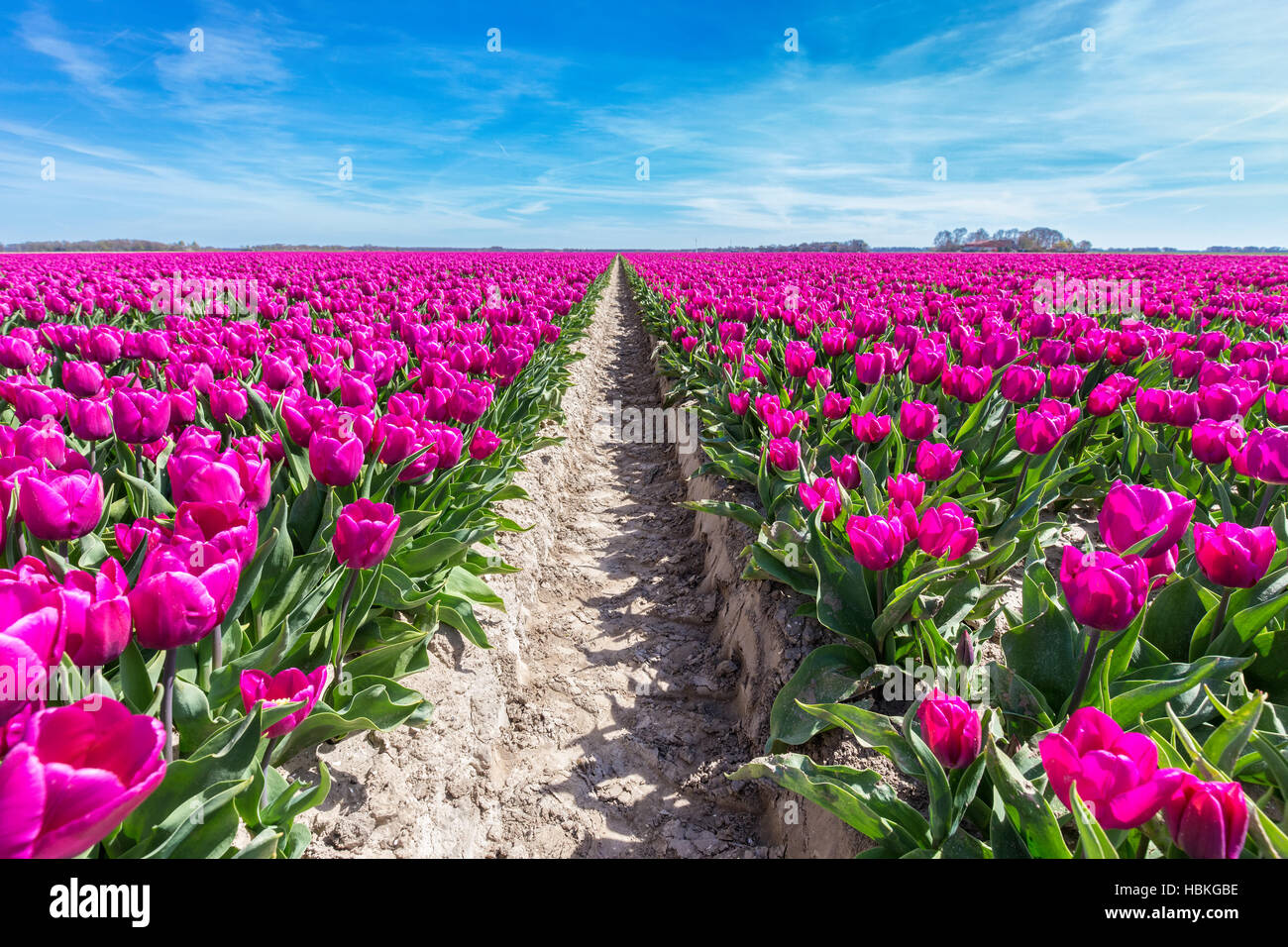 Purple field flowers hi-res stock photography and images - Alamy