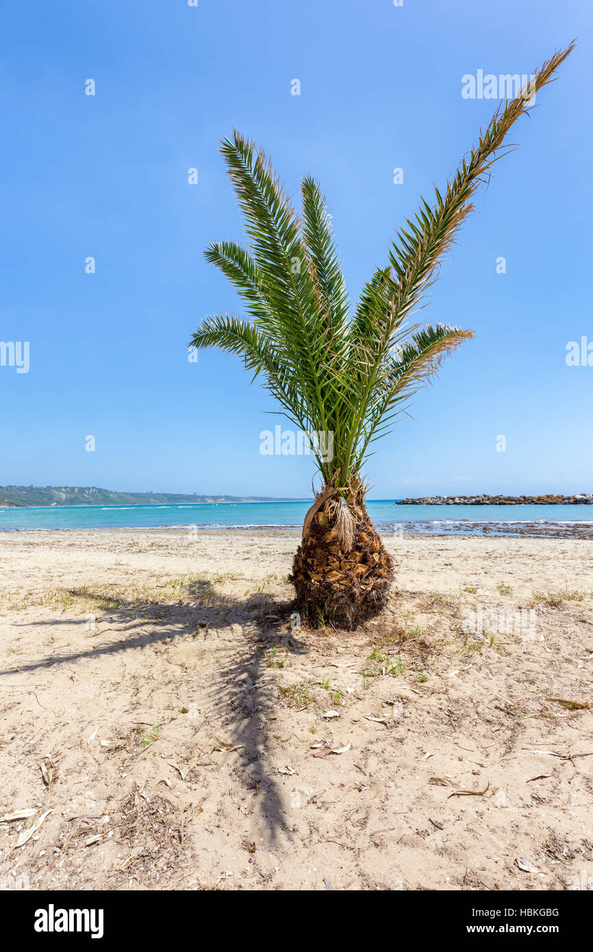 Palm tree and sandy beach hi-res stock photography and images - Alamy