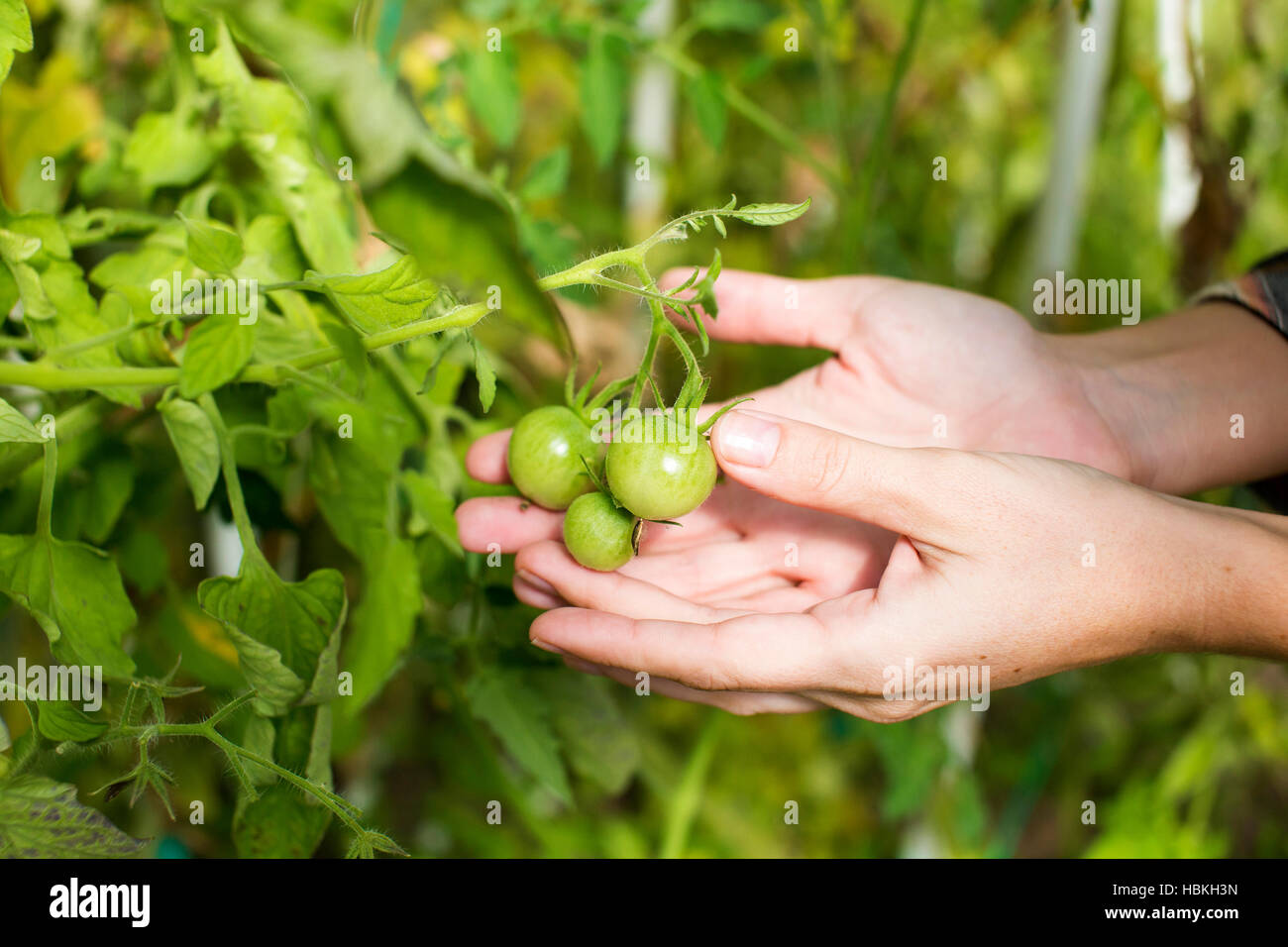 Tomato harvest. Farmers hands with freshly harvested tomatoes Stock Photo - Alamy