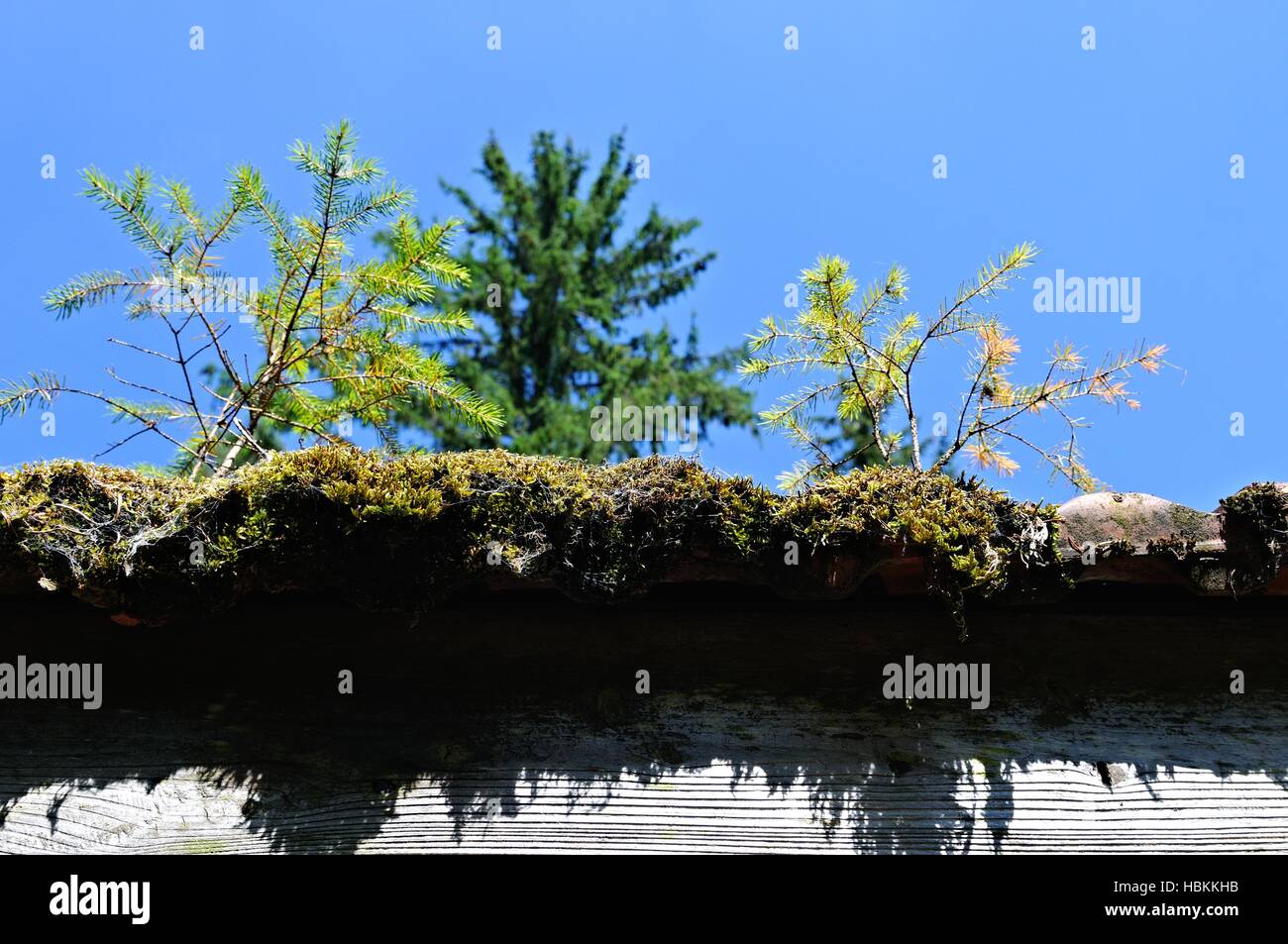 young spruce trees growing on the roof Stock Photo - Alamy