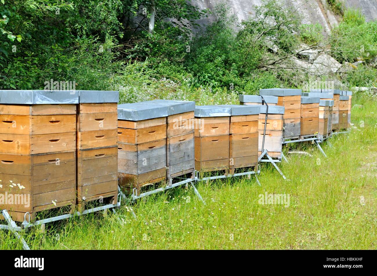 Apiaries hi-res stock photography and images - Alamy