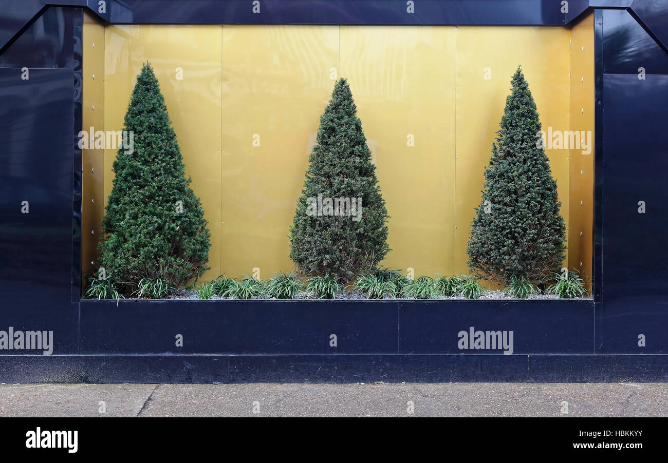 Evergreen Tree Bush Stock Photo - Alamy