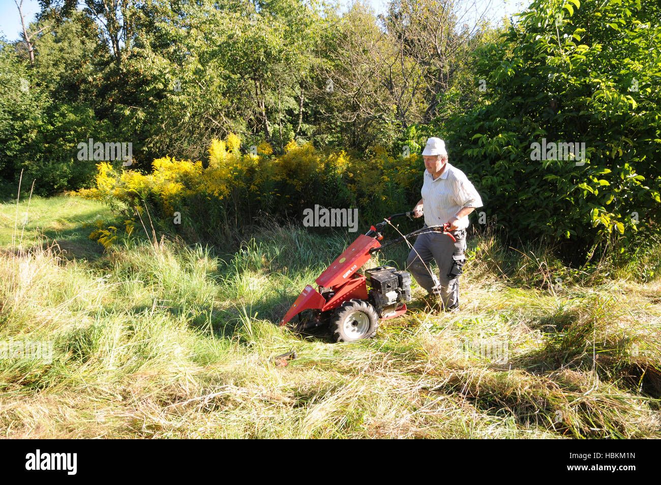 meadow mowing with sickle bar mower Stock Photo - Alamy