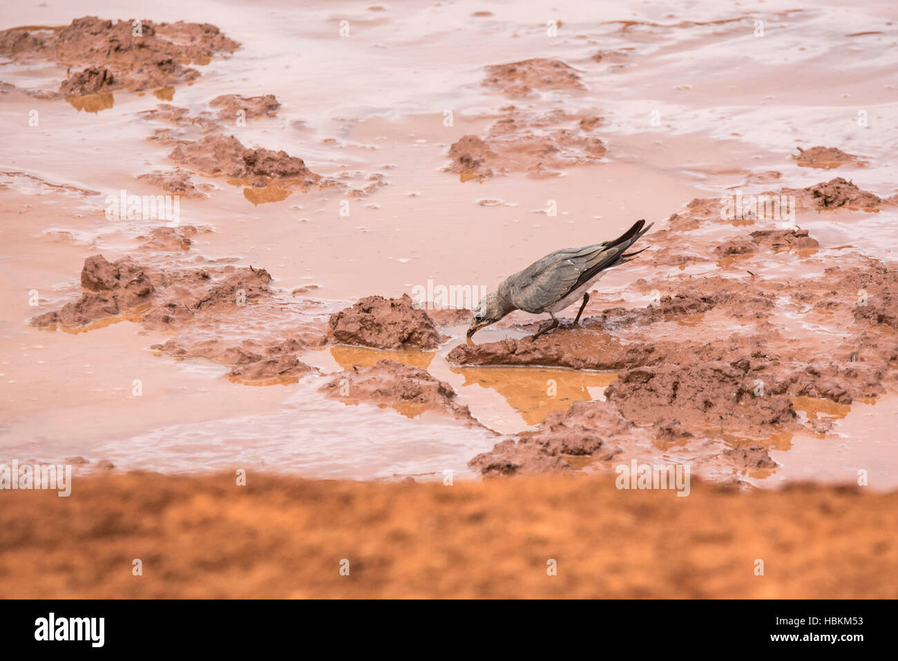 Wildlife pool hi-res stock photography and images - Alamy