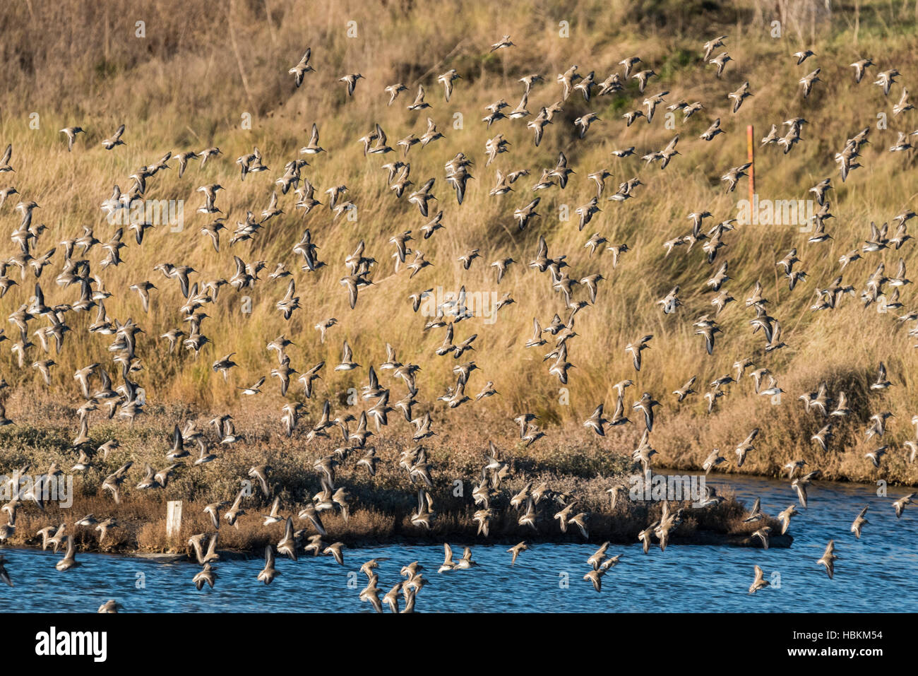 A mixed flock of mainly Dunlin with some Ringed Plovers flying over the ...