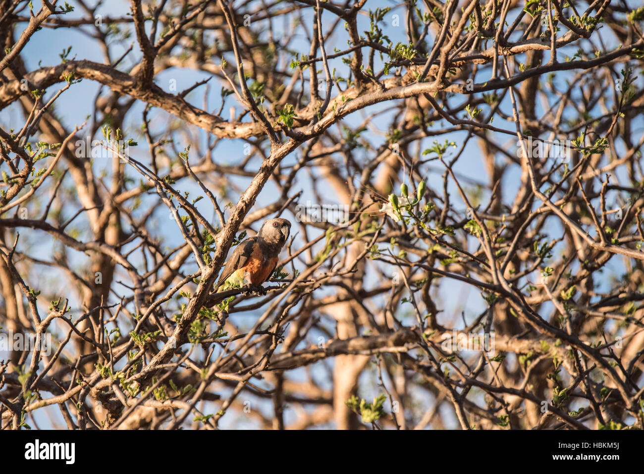 Lorito ventrirrojo hi-res stock photography and images - Alamy