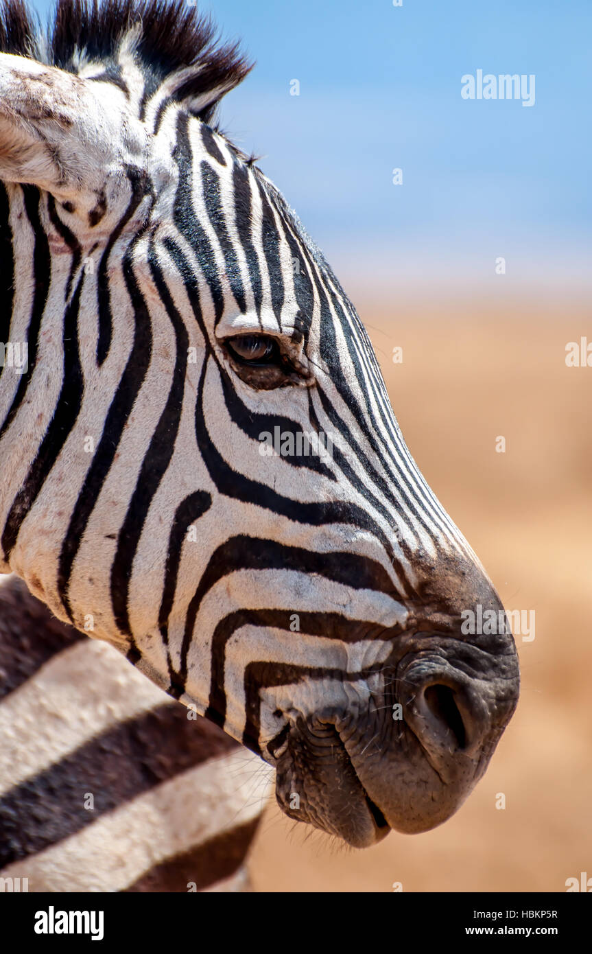 Zebra face side hi-res stock photography and images - Alamy
