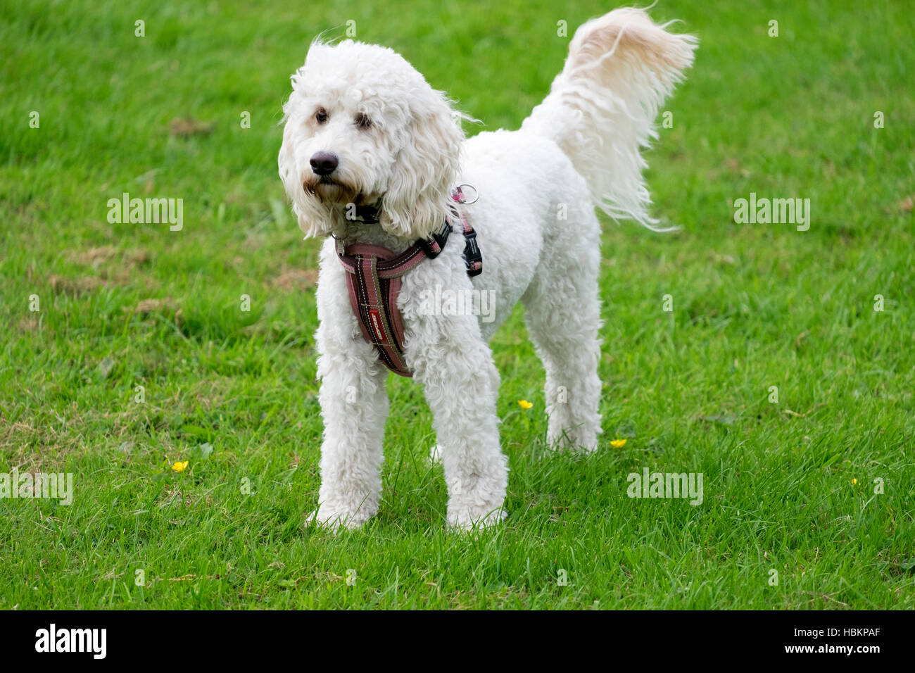 Cockapoo Dog in Field Stock Photo - Alamy