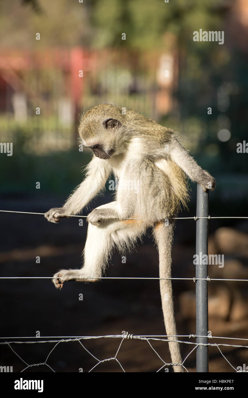 Monkey farm hi-res stock photography and images - Alamy