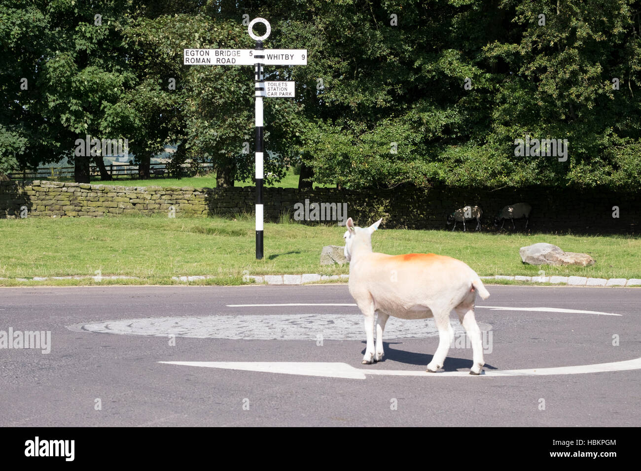 Sheep on a Roundabout Stock Photo - Alamy