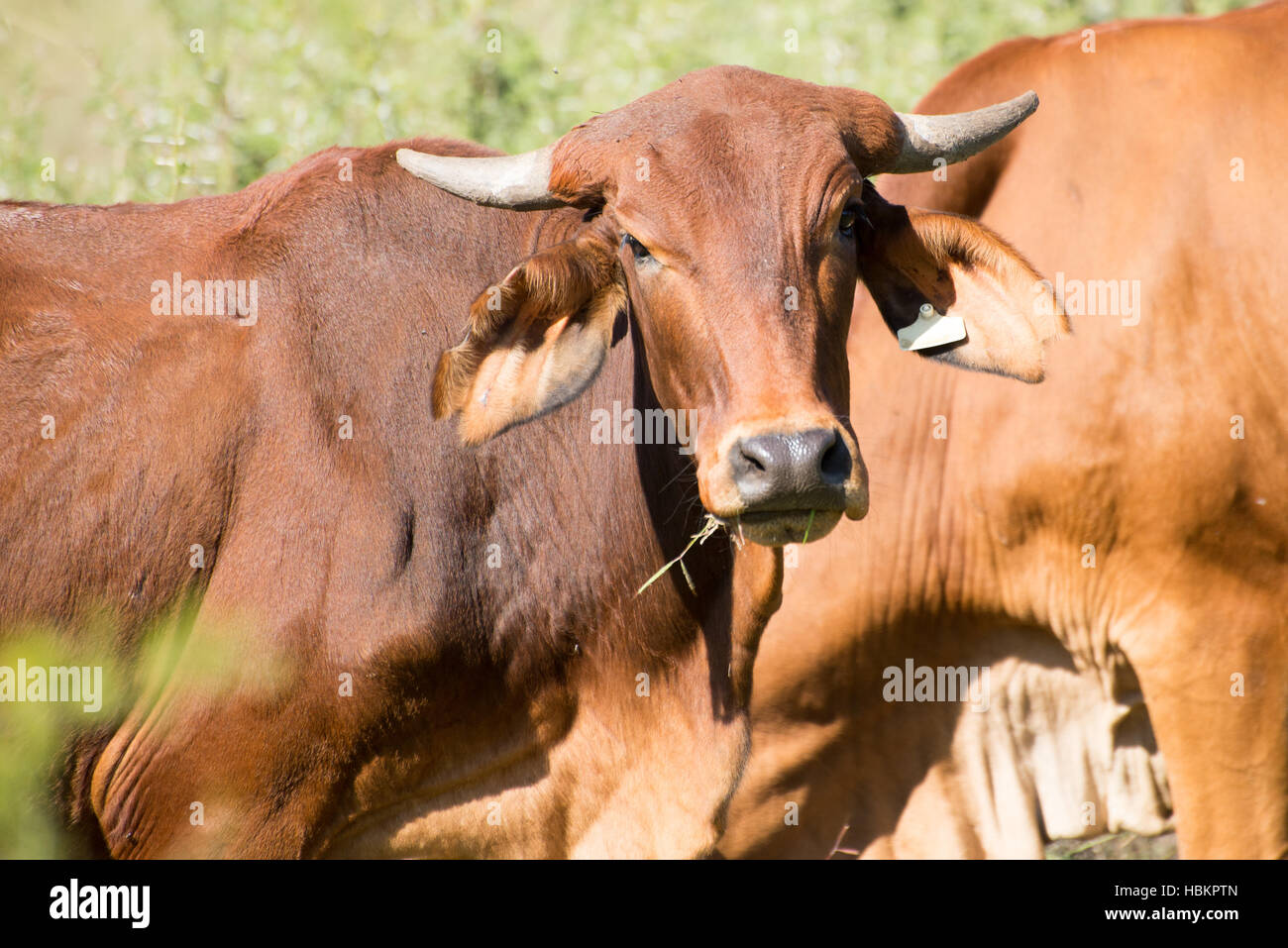 Cattle in the bush Stock Photo - Alamy