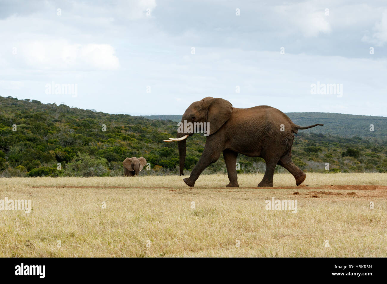 African Bush Elephant RUN Stock Photo - Alamy