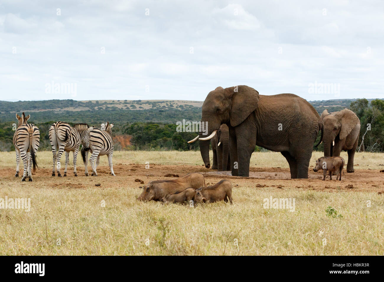 The Big Boss The African Bush Elephant Stock Photo - Alamy