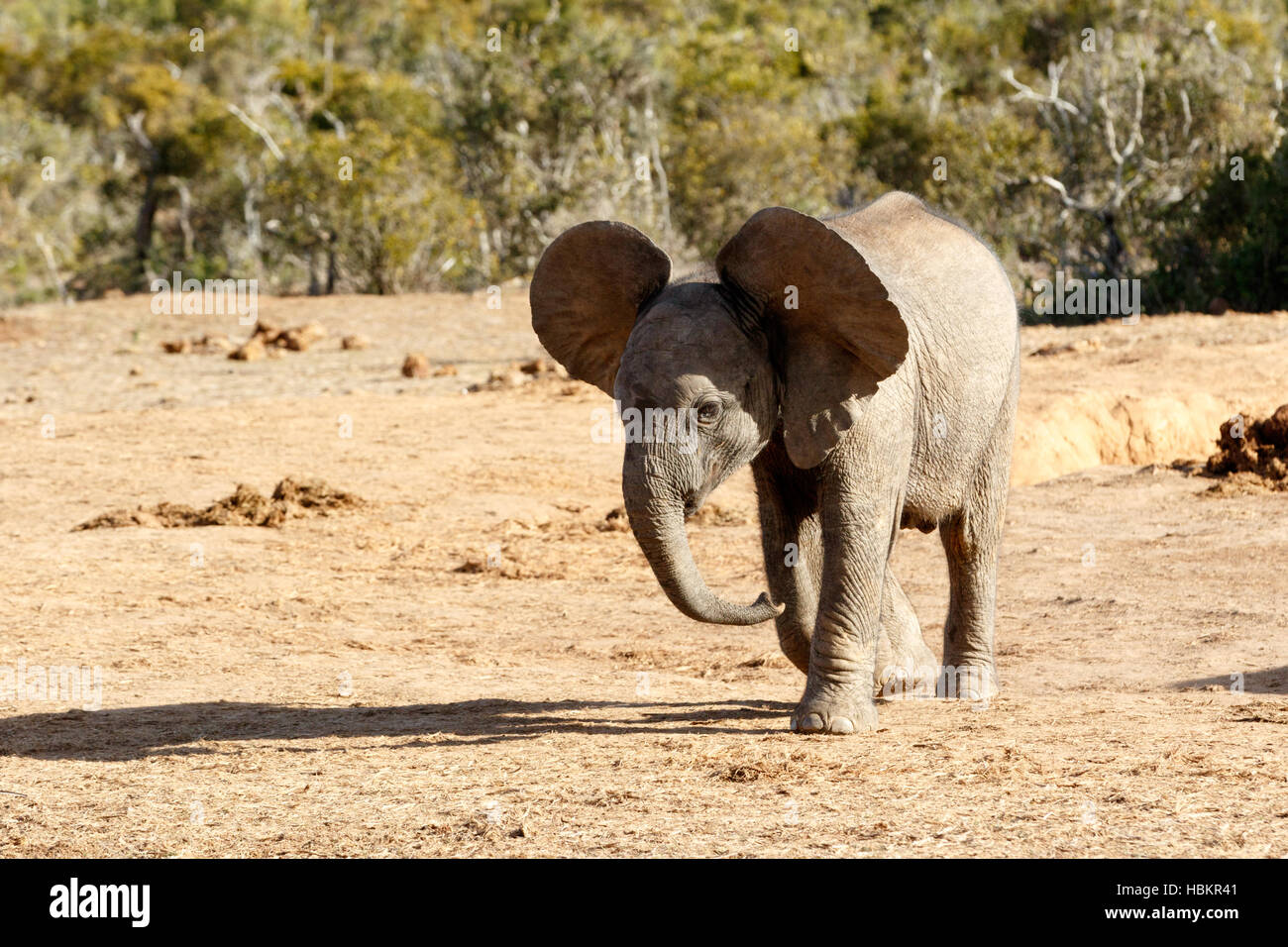 African elephant ears hi-res stock photography and images - Alamy