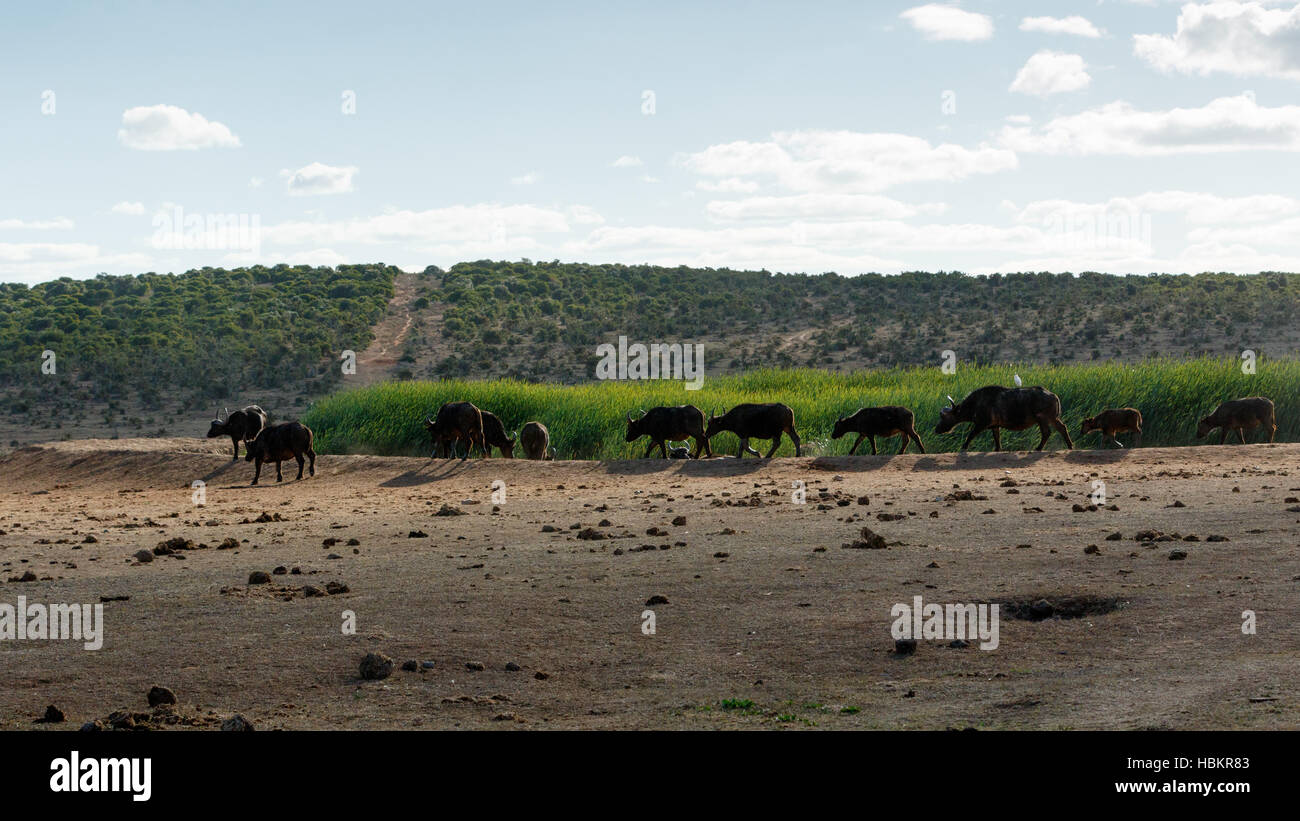 Face big black buffalo close hi-res stock photography and images - Alamy