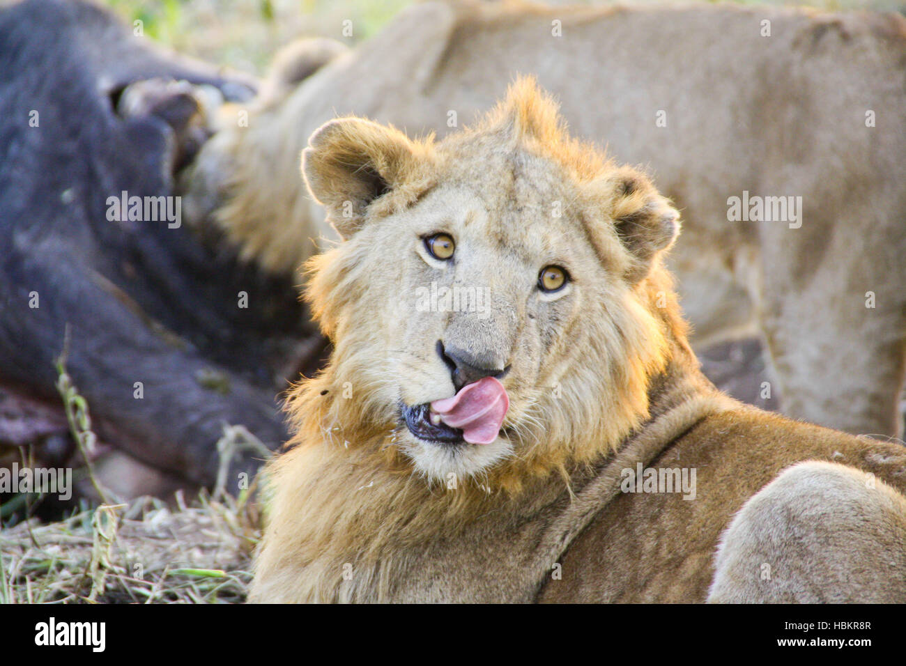 The Happy Lion Story