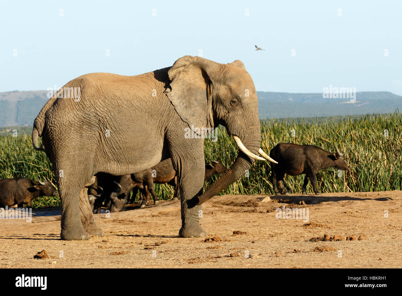 Elephant Bird High Resolution Stock Photography and Images - Alamy