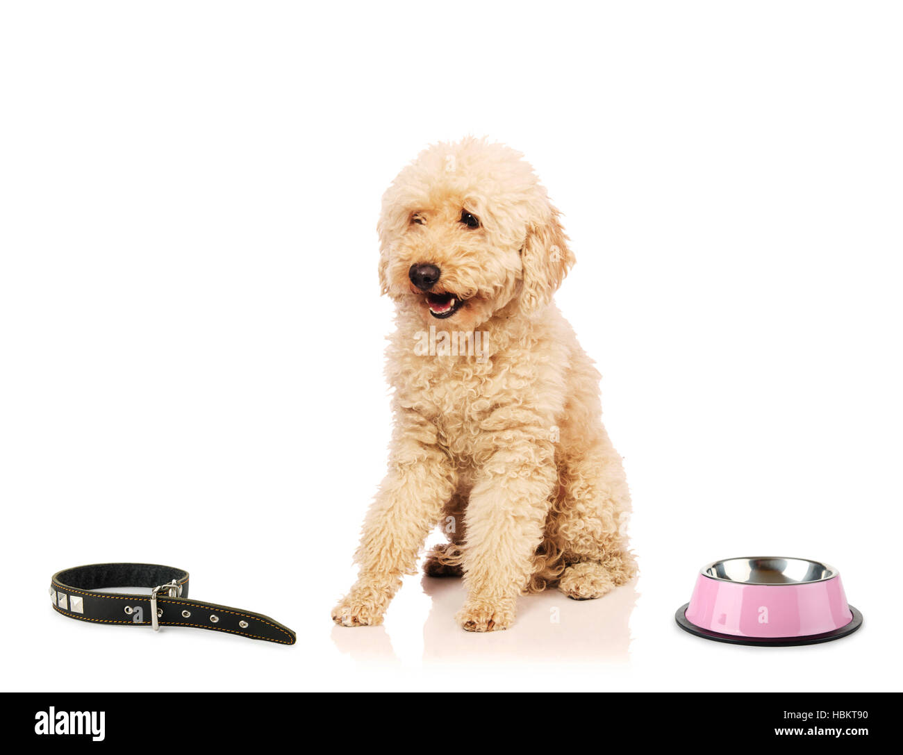 Nice poodle dog isolated on white Stock Photo - Alamy