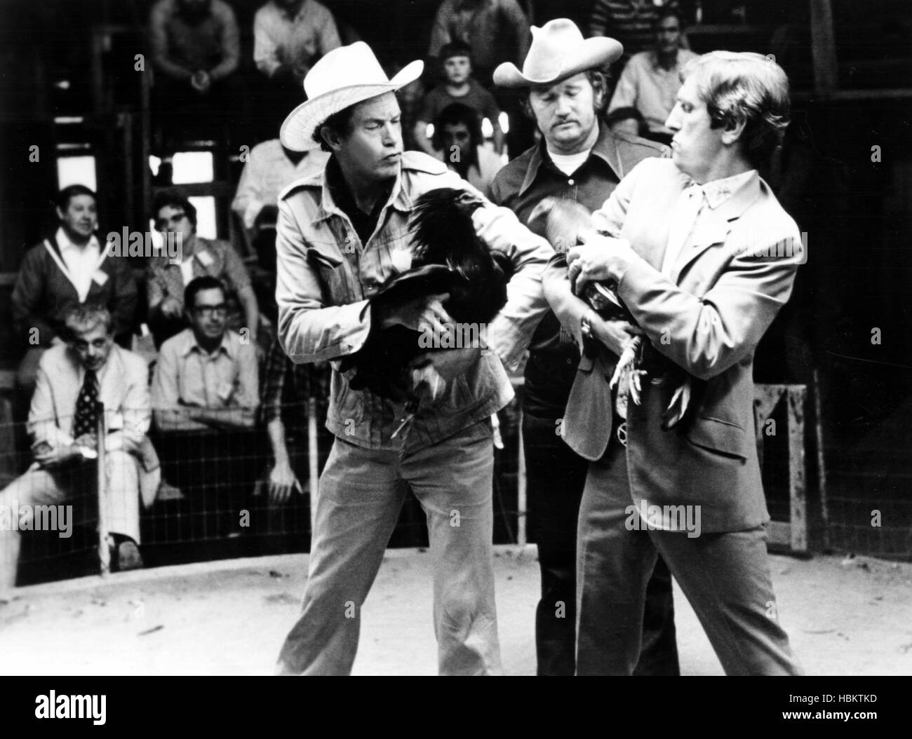 COCKFIGHTER, (aka BORN TO KILL, GAMBLIN' MAN, WILD DRIFTER), Warren ...