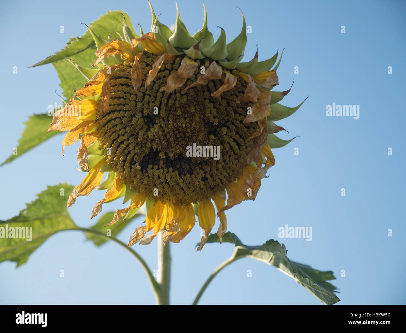 Closeup of sunflower with sad face, Friedrichshafen Germany Stock Photo ...