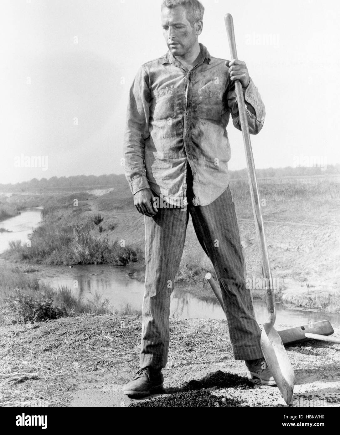 COOL HAND LUKE, Paul Newman , 1967 Stock Photo - Alamy