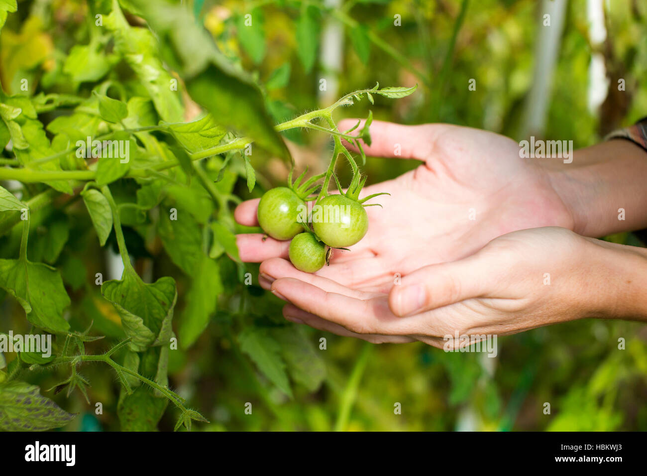 Tomato harvest. Farmers hands with freshly harvested tomatoes Stock Photo - Alamy