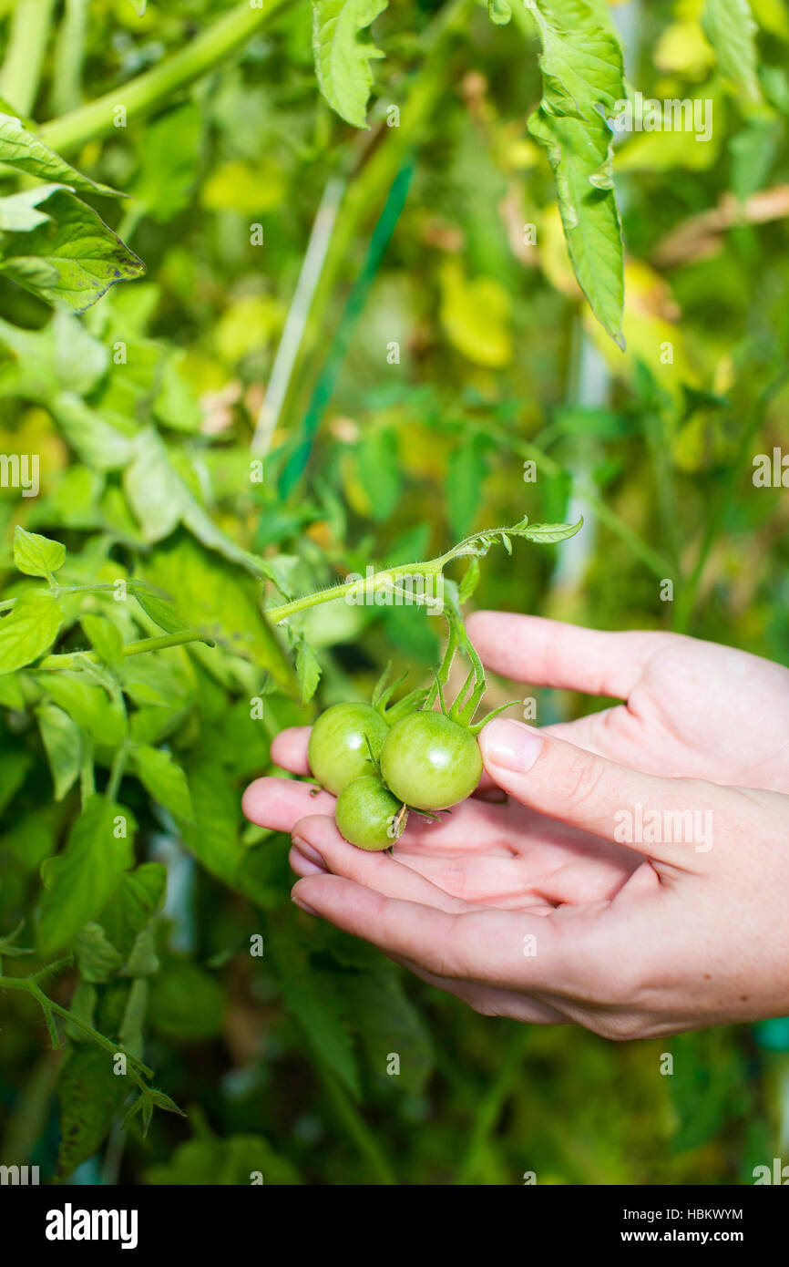 Tomato harvest. Farmers hands with freshly harvested tomatoes Stock Photo - Alamy