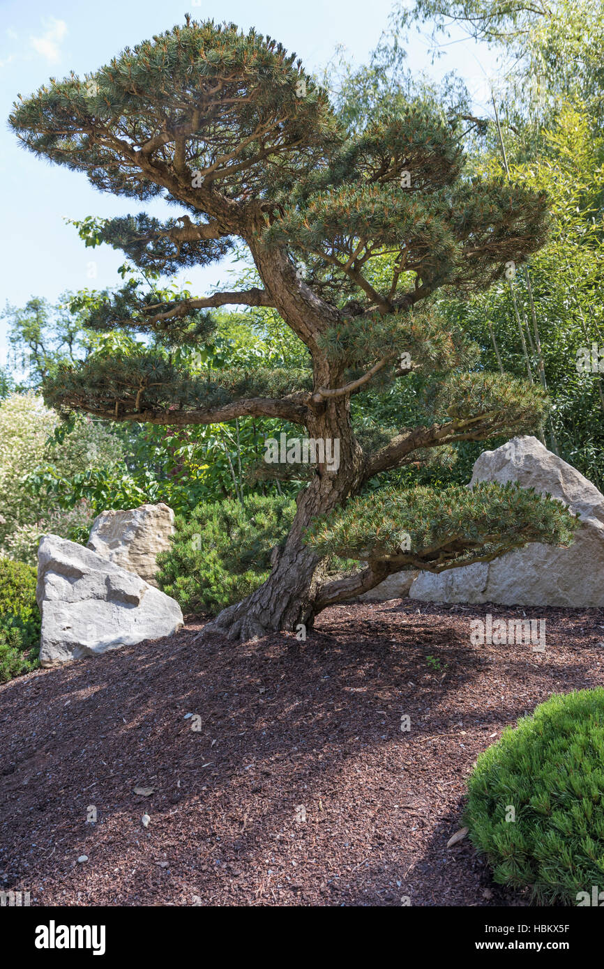 View of alone pine tree in the Japanese garden. Vertically Stock Photo ...