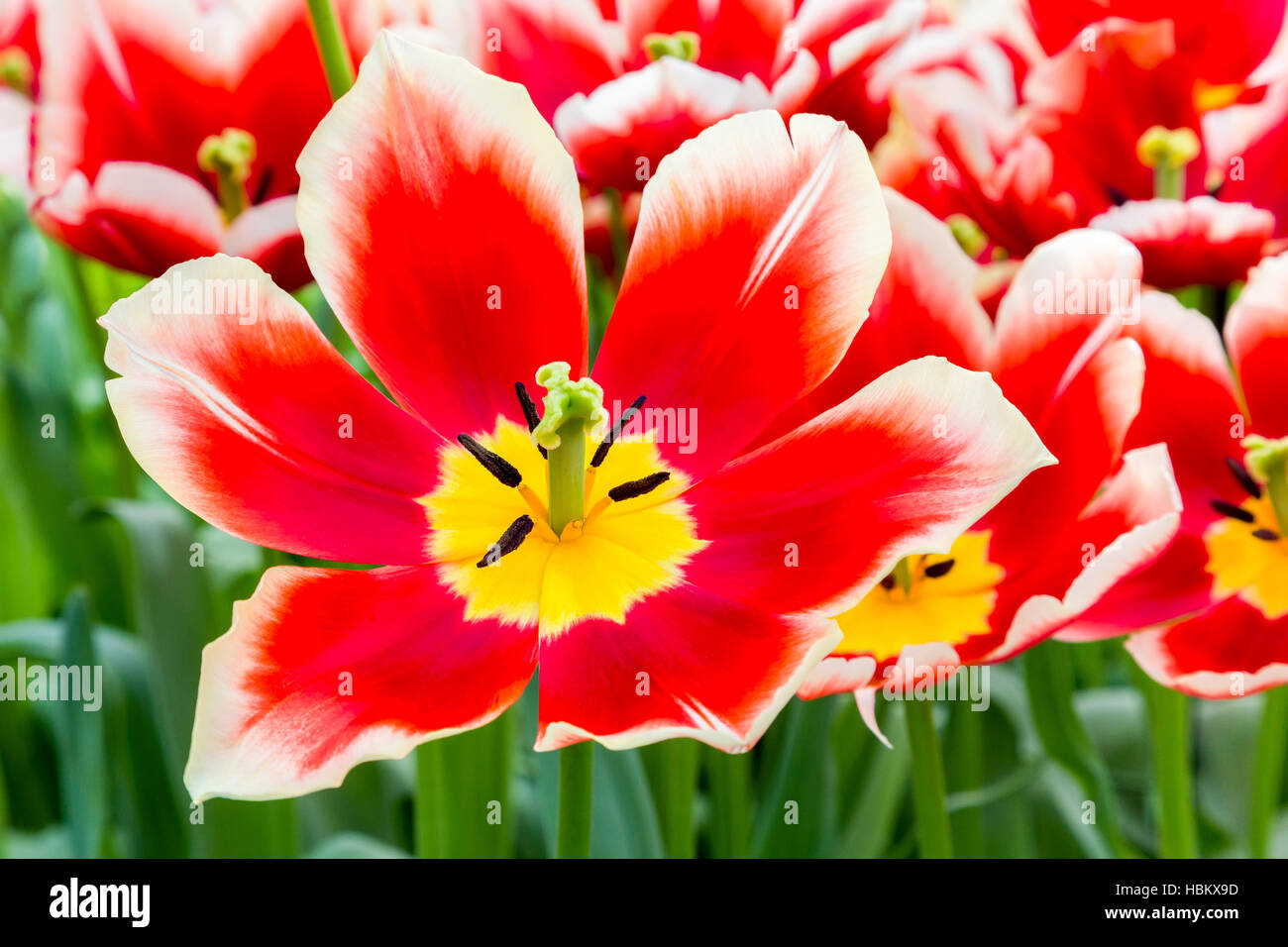 White Red Tulip Flower