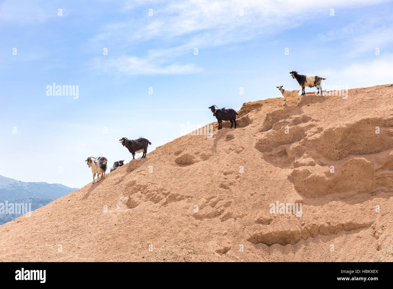 Group of mountain goats on sandy hillside Stock Photo - Alamy