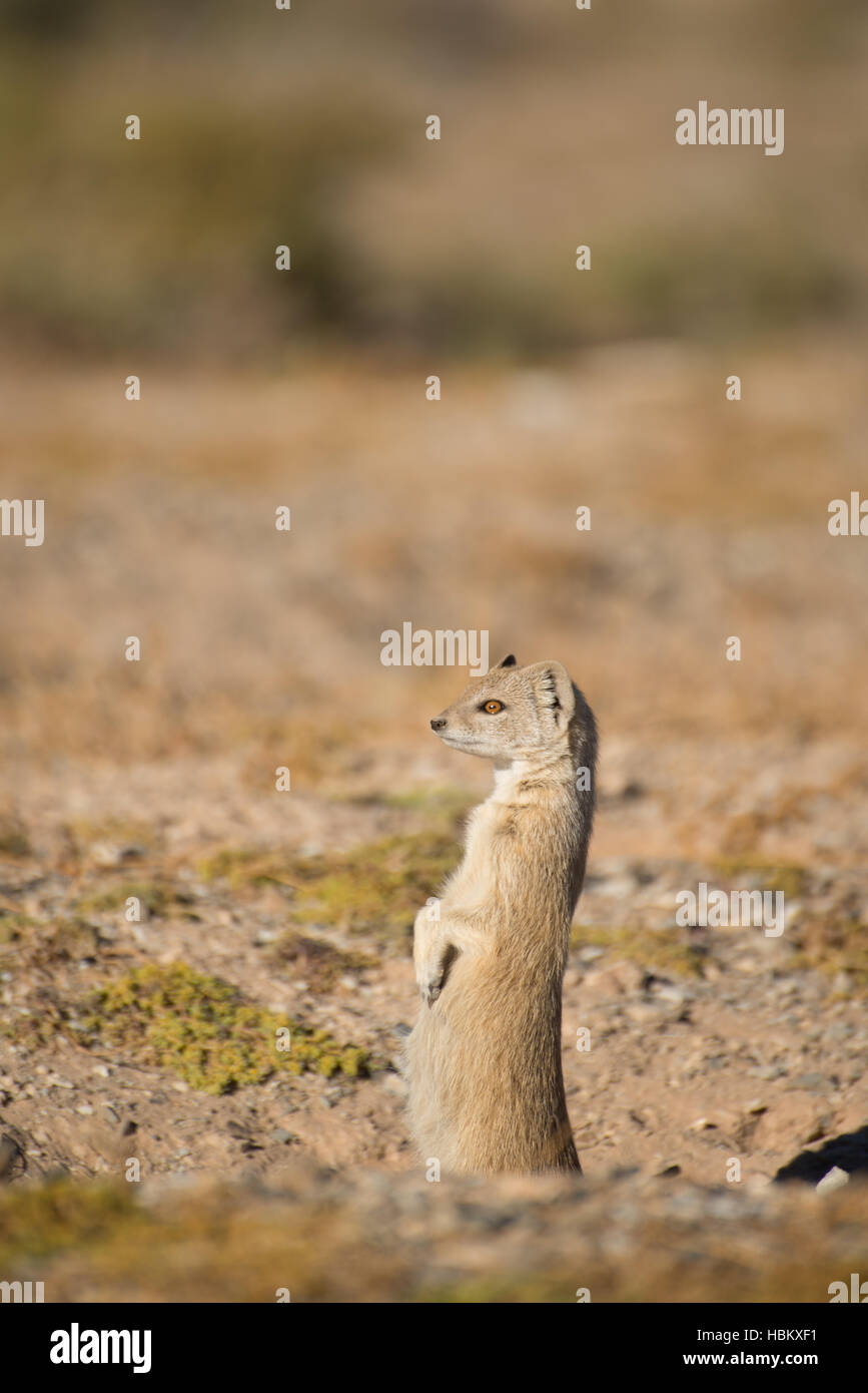 Keeping guard hi-res stock photography and images - Alamy