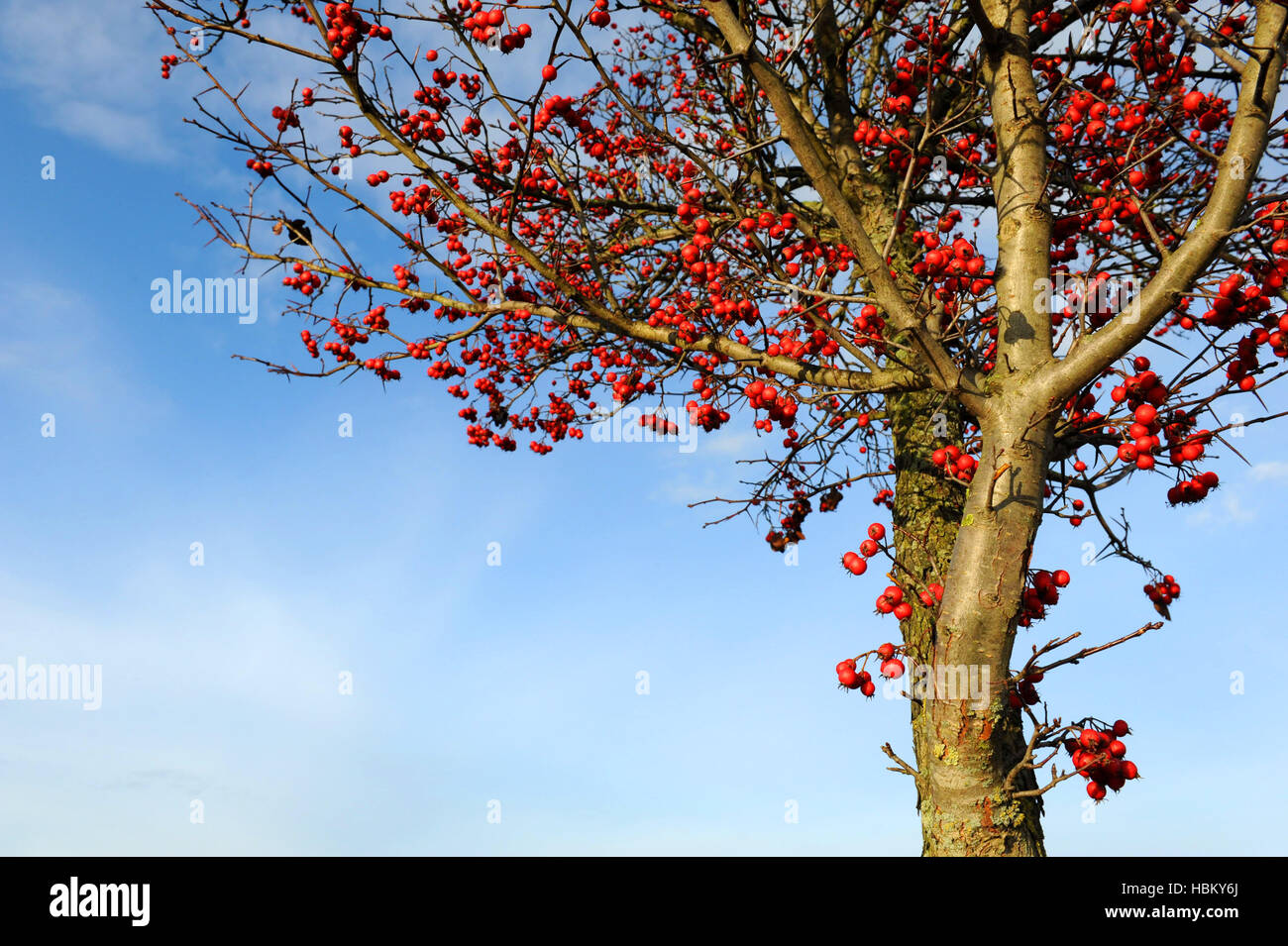 Rose laevigata hi-res stock photography and images - Alamy