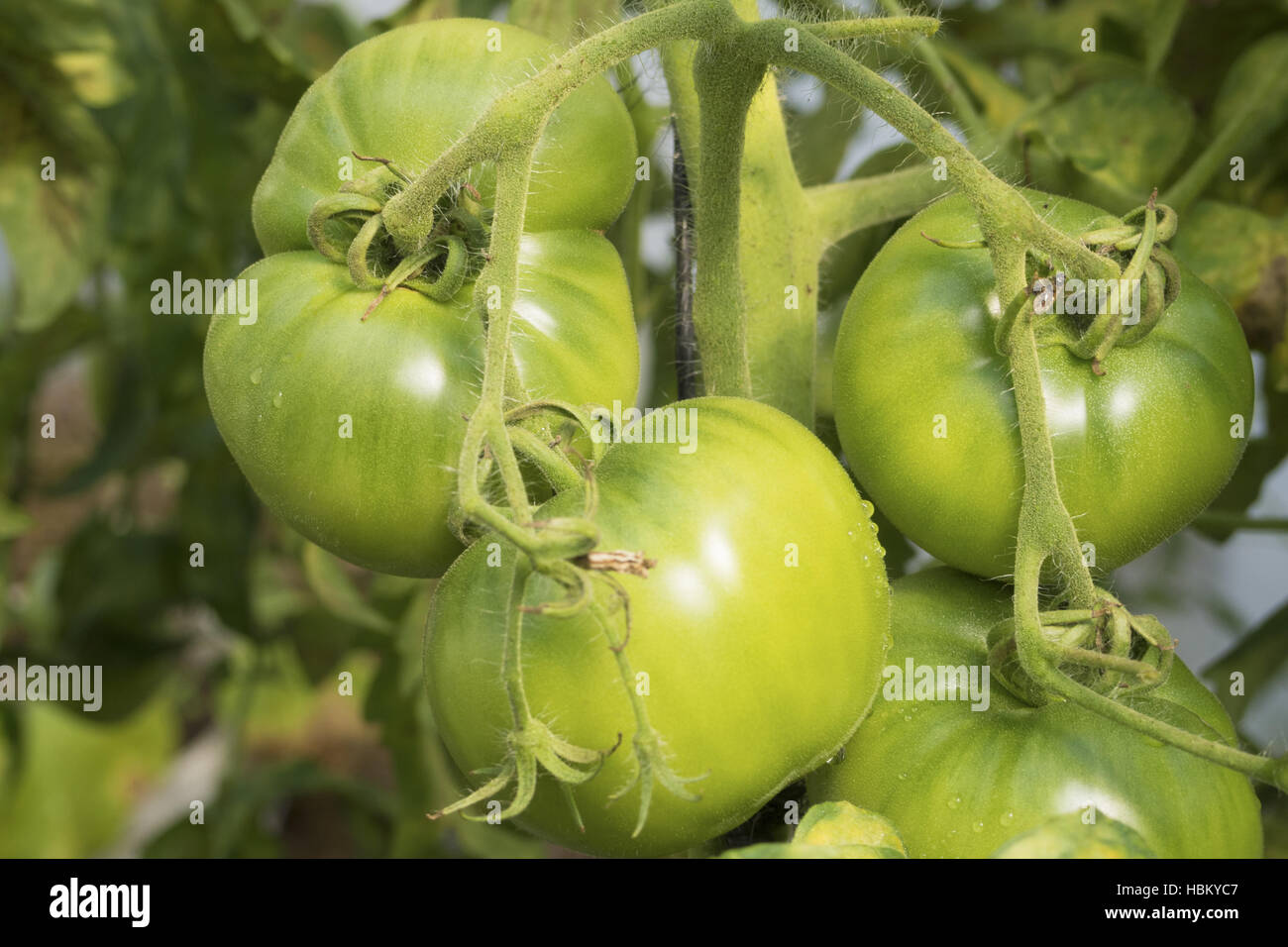 Growing tomatoes hi-res stock photography and images - Alamy