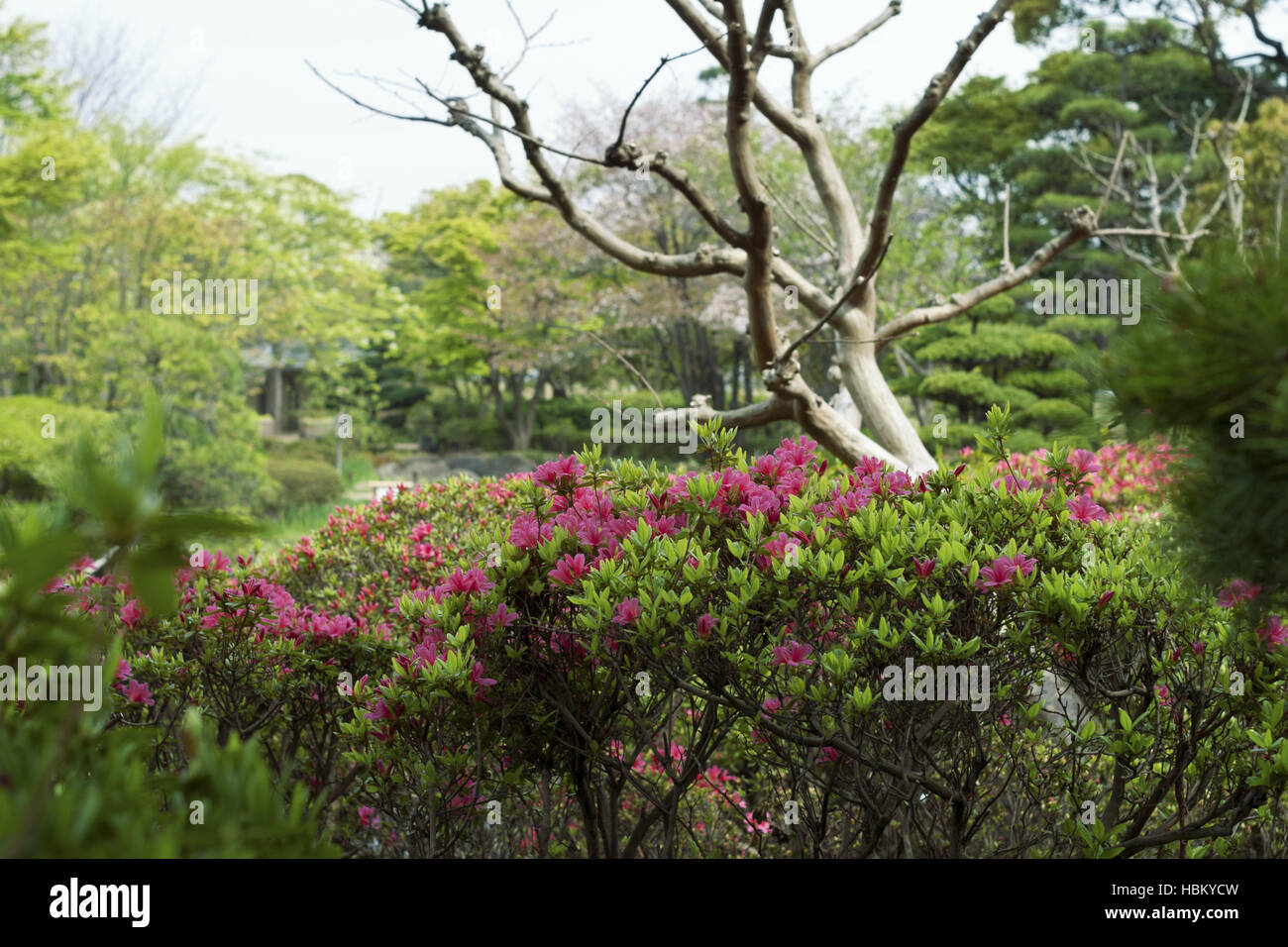 Japanese park hi-res stock photography and images - Alamy