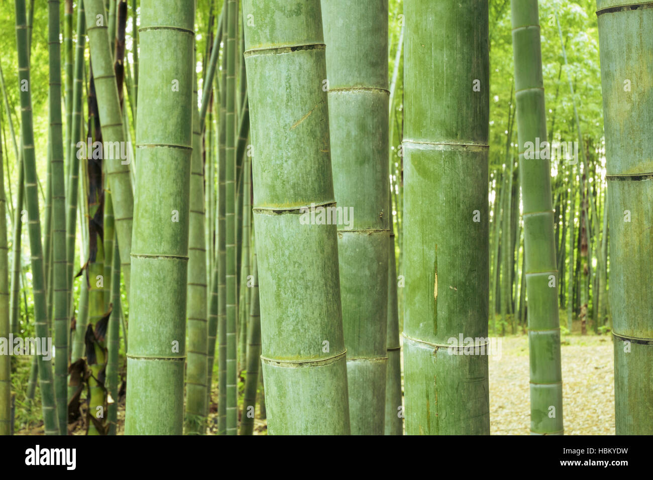 Evergreen bamboo bamboos hi-res stock photography and images - Alamy