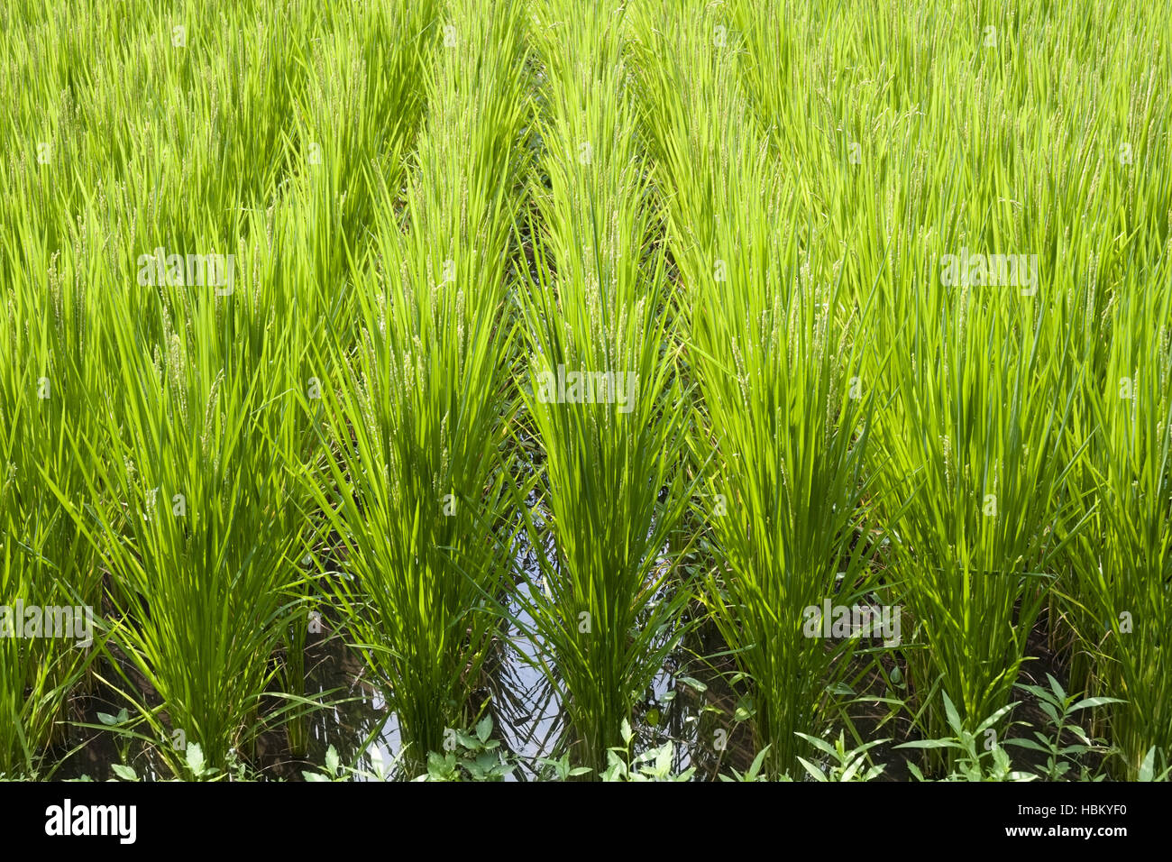 Rows of rice hi-res stock photography and images - Alamy