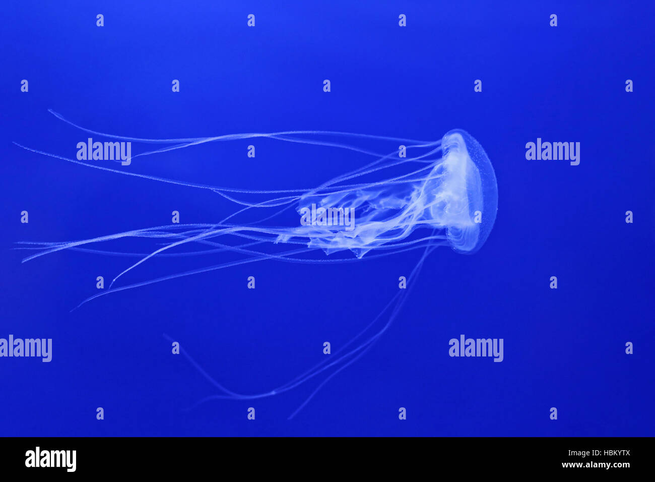 Jelly body hi-res stock photography and images - Alamy