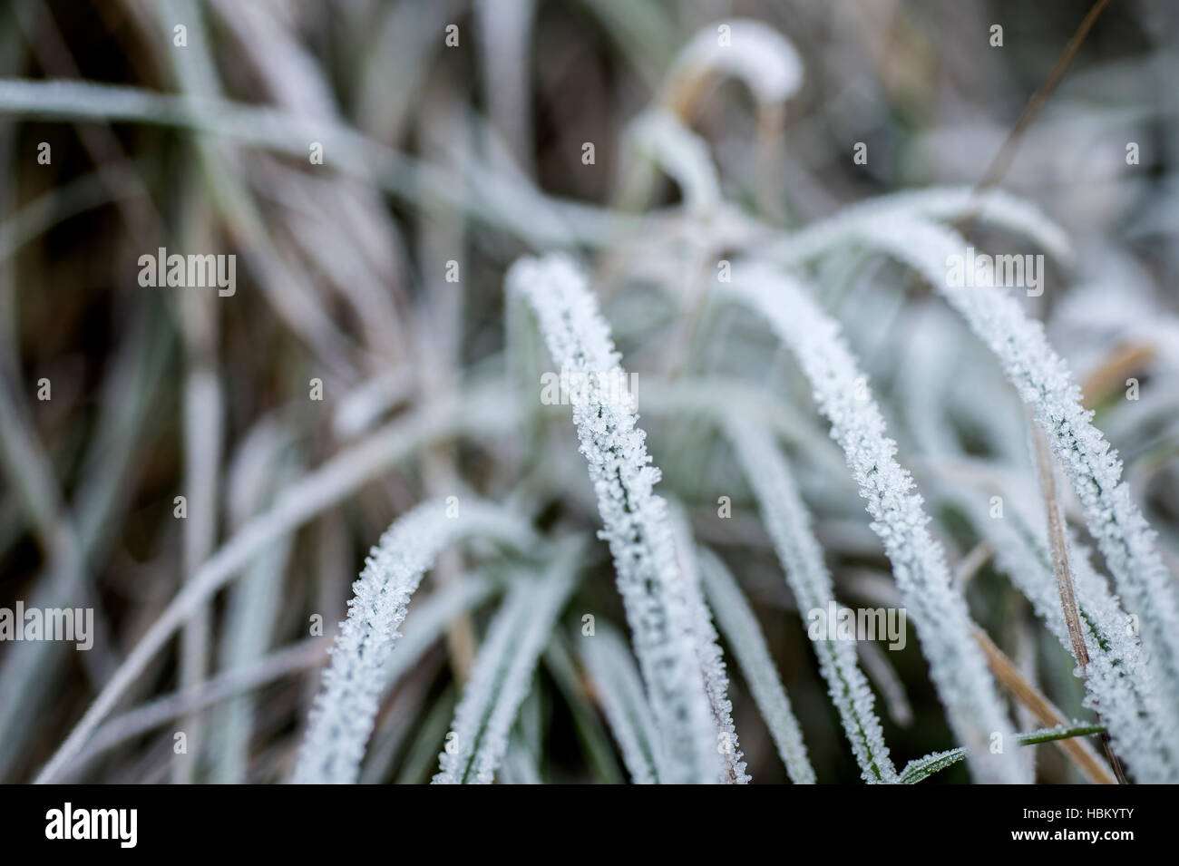Frosty grass with flare hi-res stock photography and images - Alamy