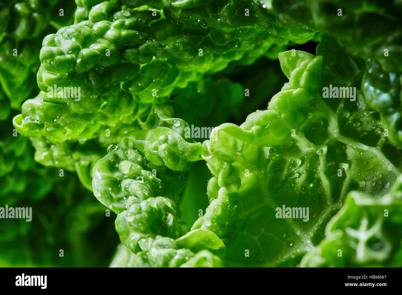 Savoy cabbage texture Stock Photo - Alamy