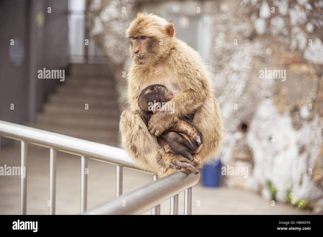 Female macaque hi-res stock photography and images - Alamy