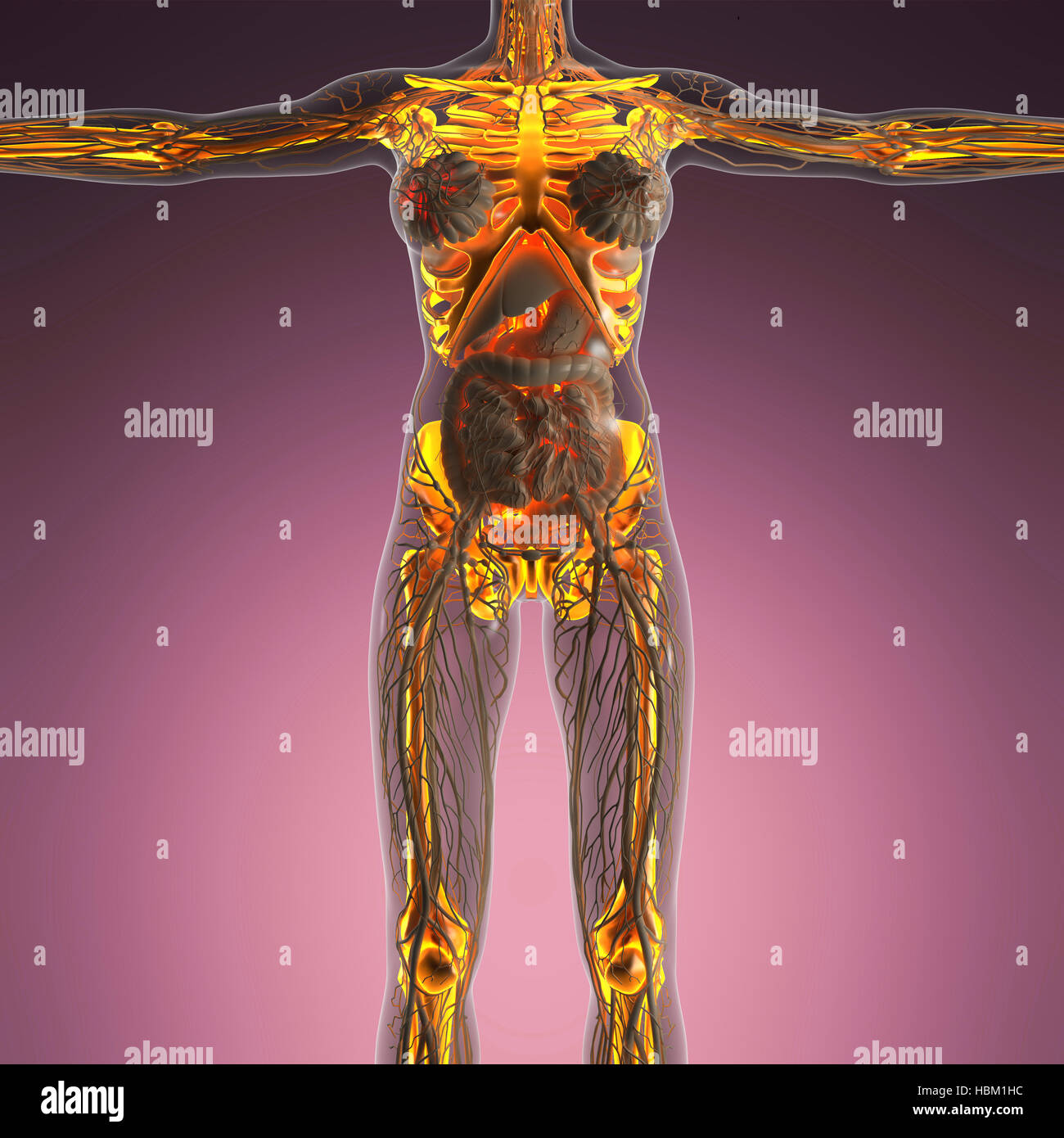 science anatomy of human body in x-ray with glow skeleton bones Stock ...