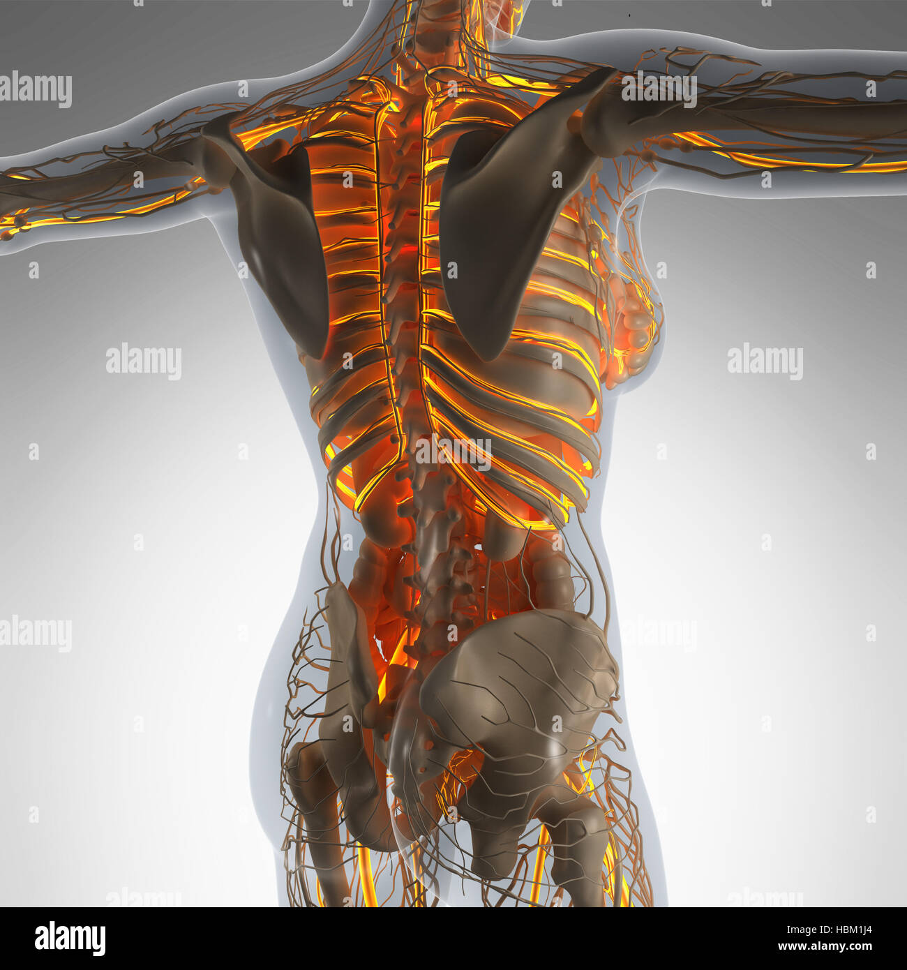 X ray body anatomy science hi-res stock photography and images - Alamy
