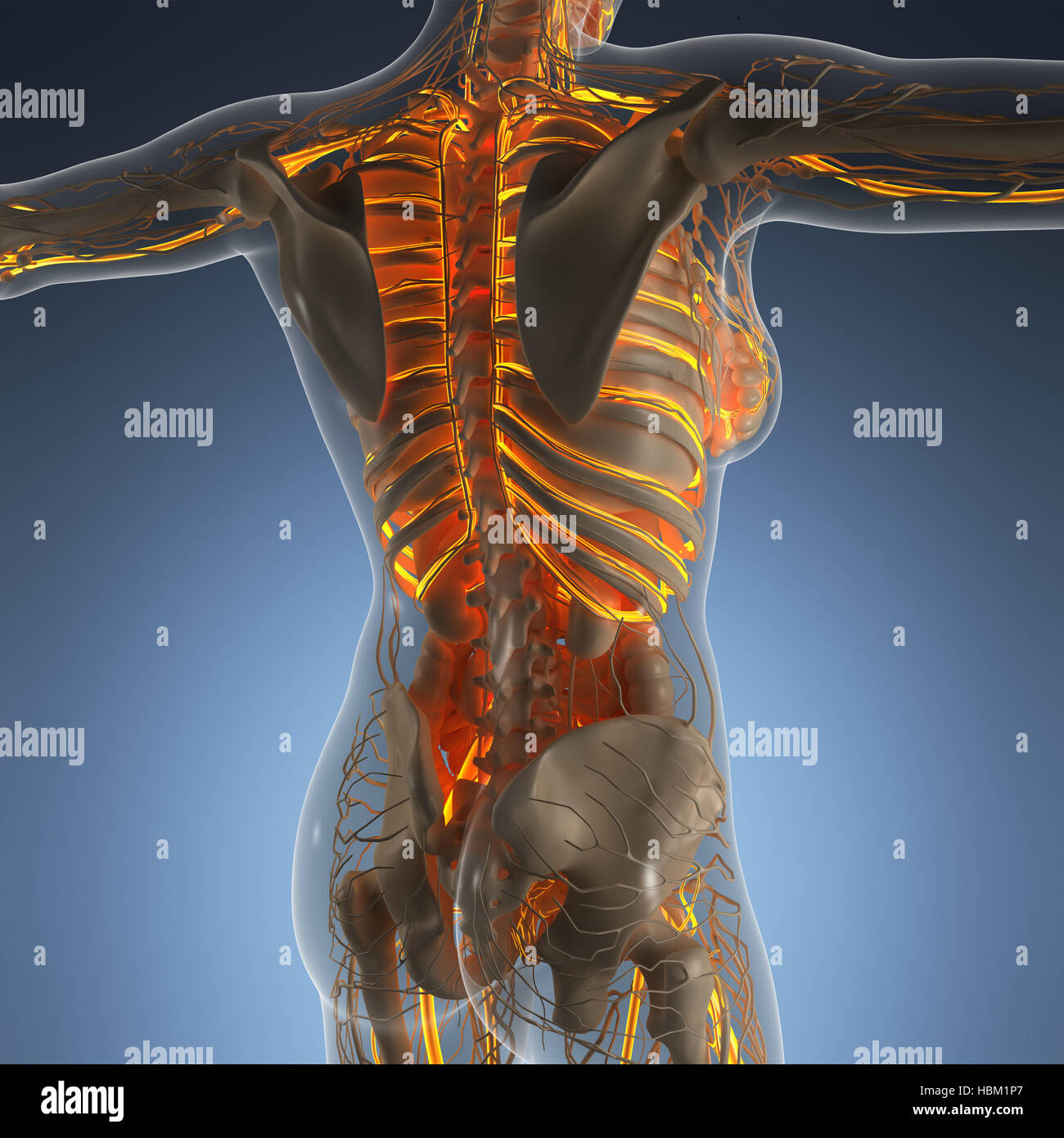 science anatomy of human body in x-ray with glow blood vessels Stock ...