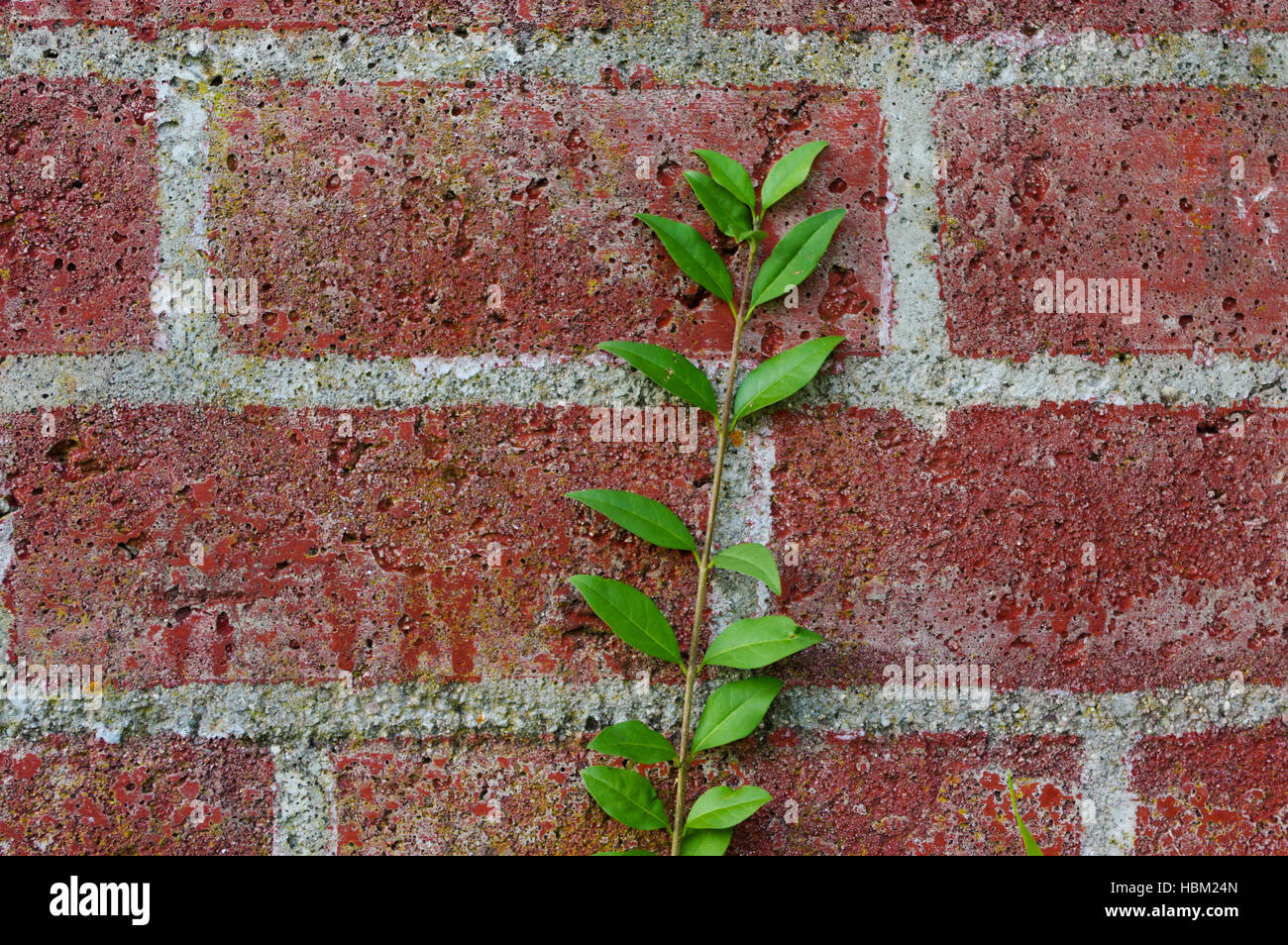 plant on red brick wall in a close up Stock Photo - Alamy