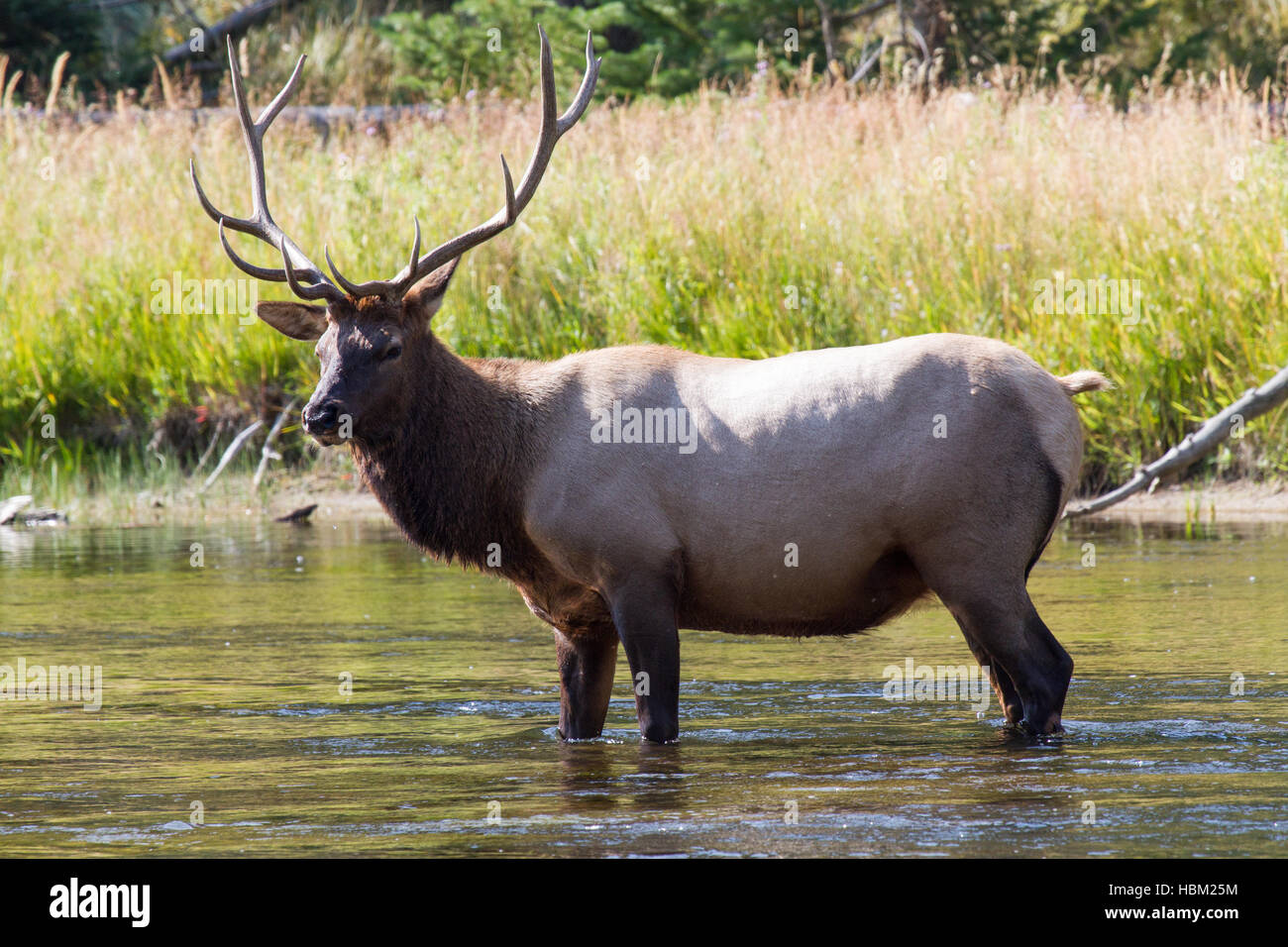 Elk bull 17 Stock Photo - Alamy