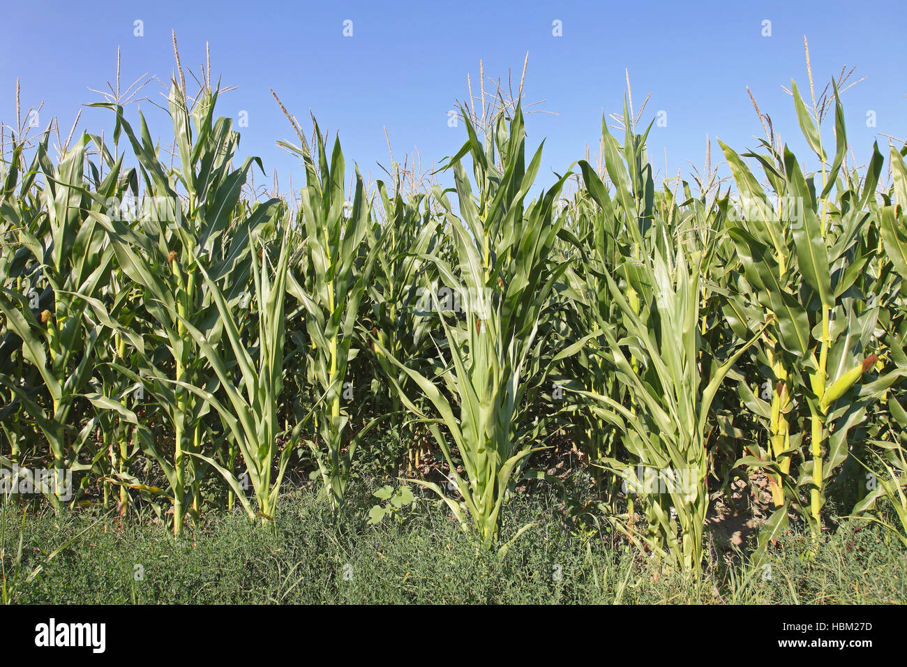 Agricultural field maize grown hi-res stock photography and images - Alamy