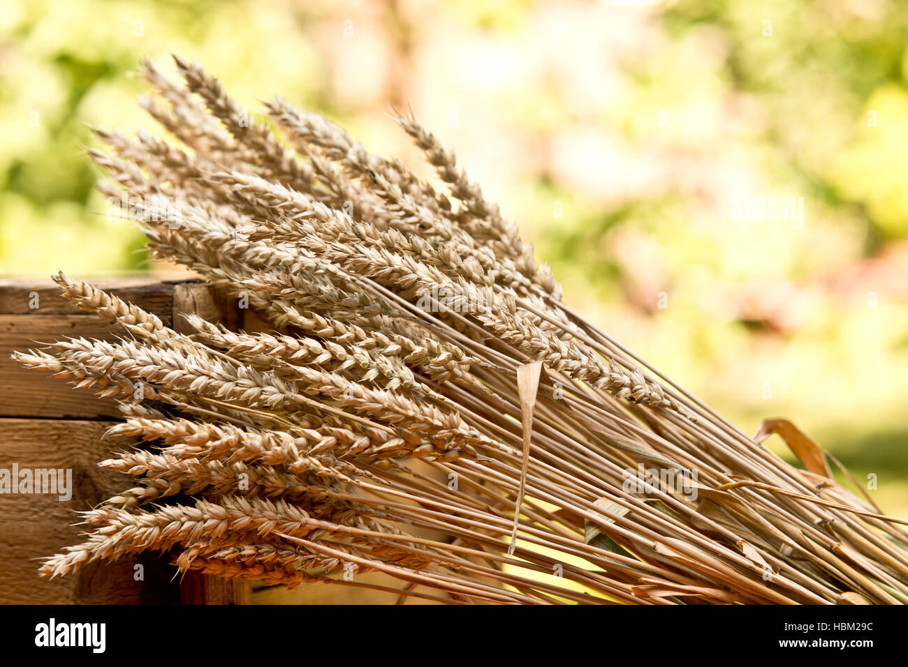 Sheaf of corn wheat grain hi-res stock photography and images - Alamy