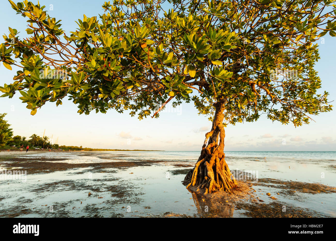Keys mangroves hi-res stock photography and images - Alamy