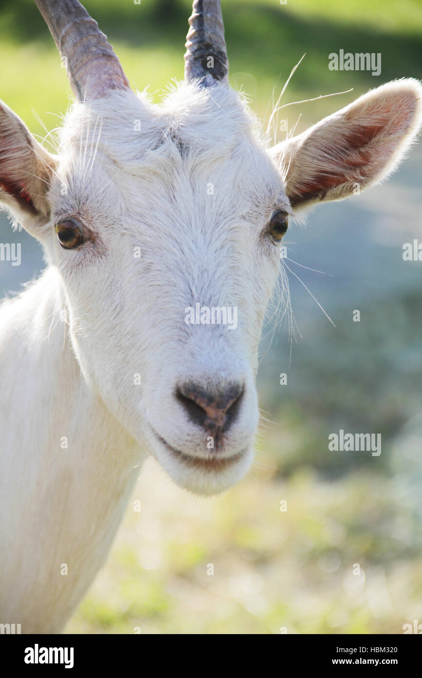 Funny white goat portrait Stock Photo - Alamy